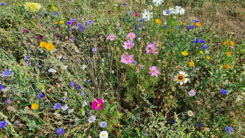 Wildflower Lawns Maidstone Kent - The Lawn Transformers